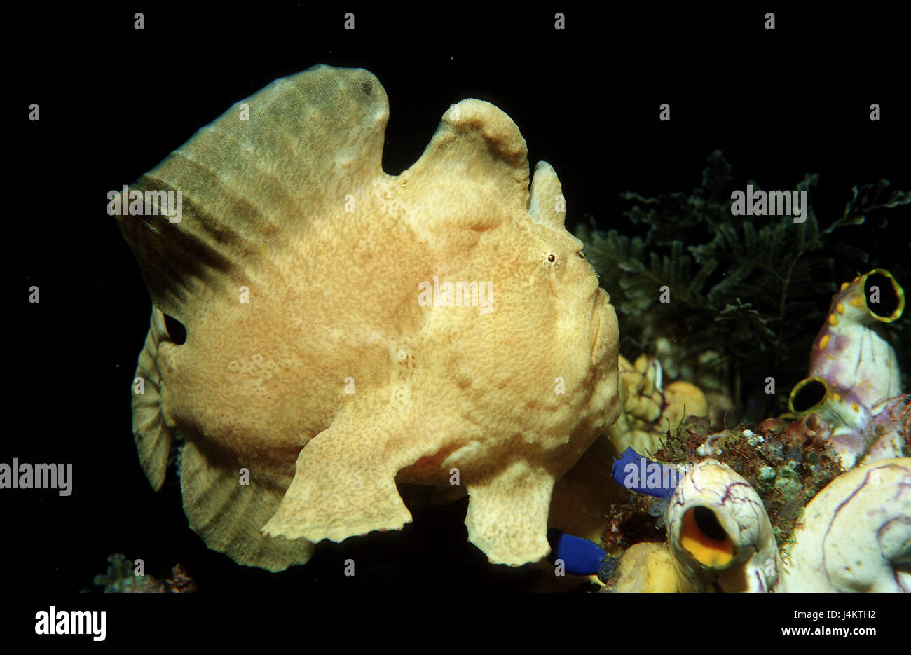 Toad fish hi-res stock photography and images - Alamy
