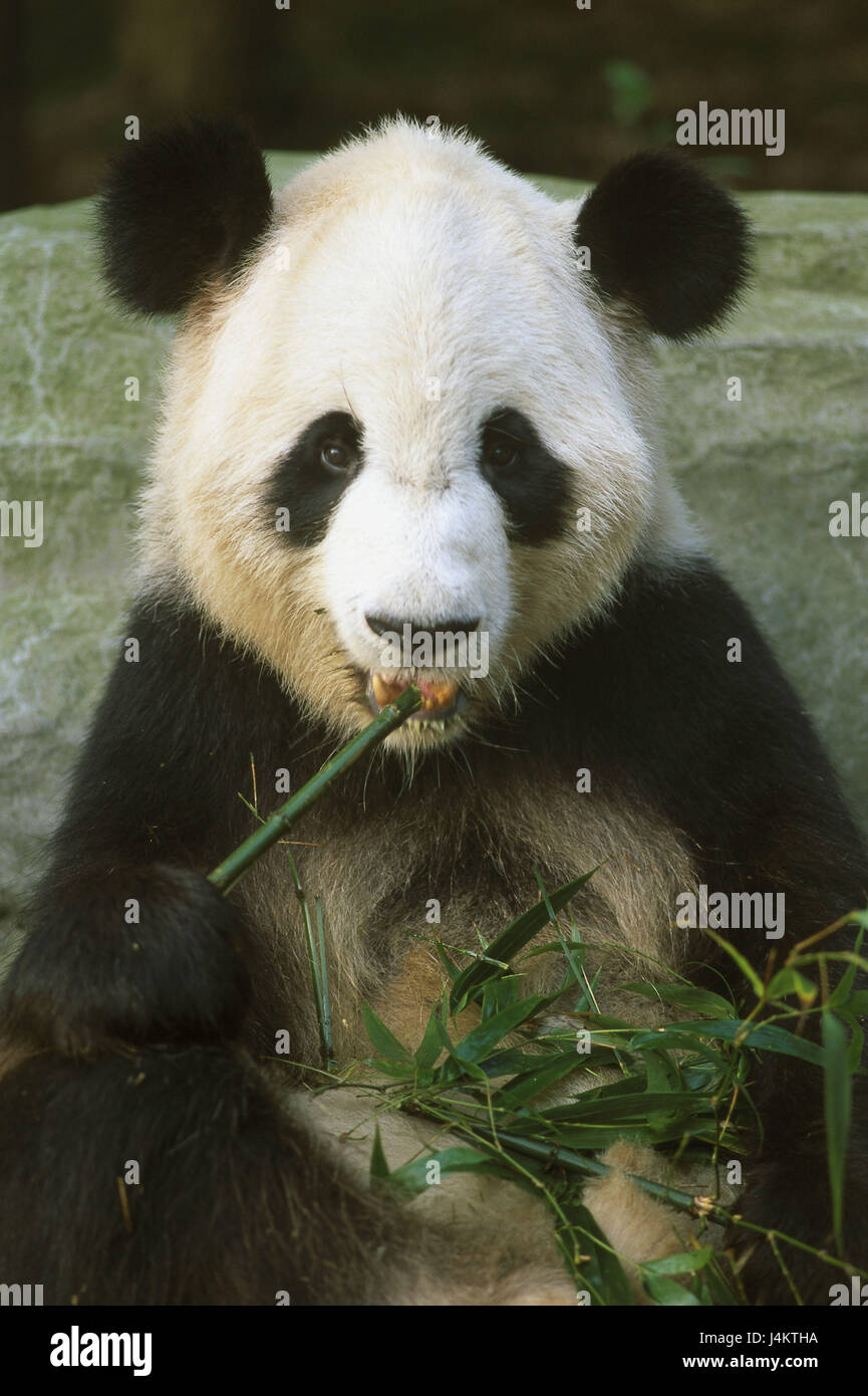 China, Sichuan Province, Chengdu, panda Breeding Centre, gigantic panda ...