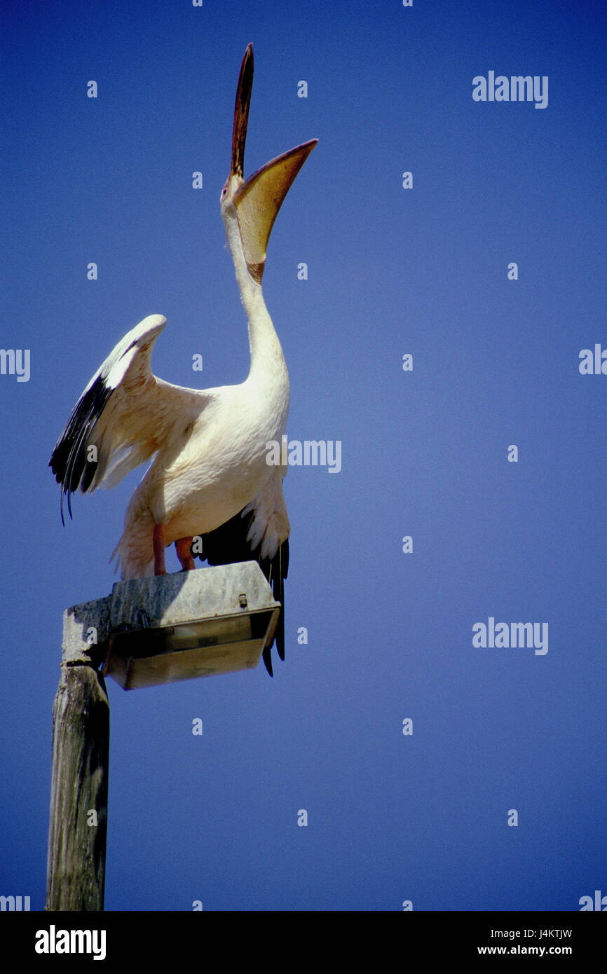 Street lamp, Rose's pelican, Pelecanus onocrotalus Namibia, Swakopmund ...
