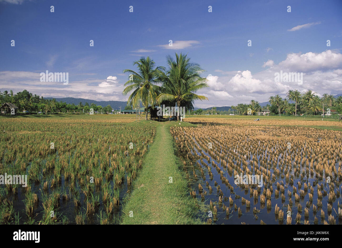 Langkawi, malaysia rice fields hi-res stock photography and images - Alamy
