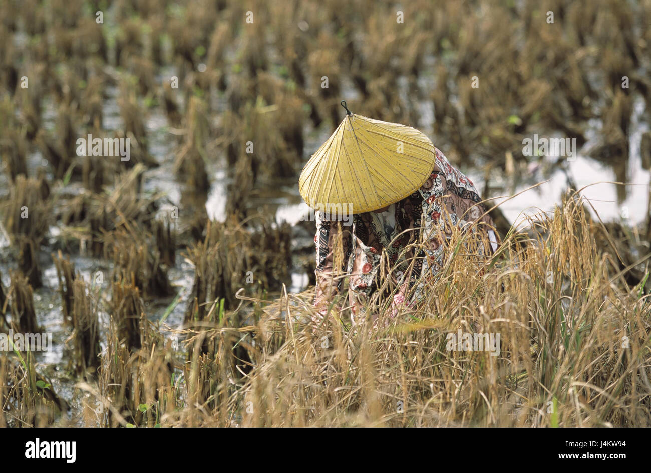 Malaysia, Langkawi, travel museum, Laman Padi Rice museum, travel field ...