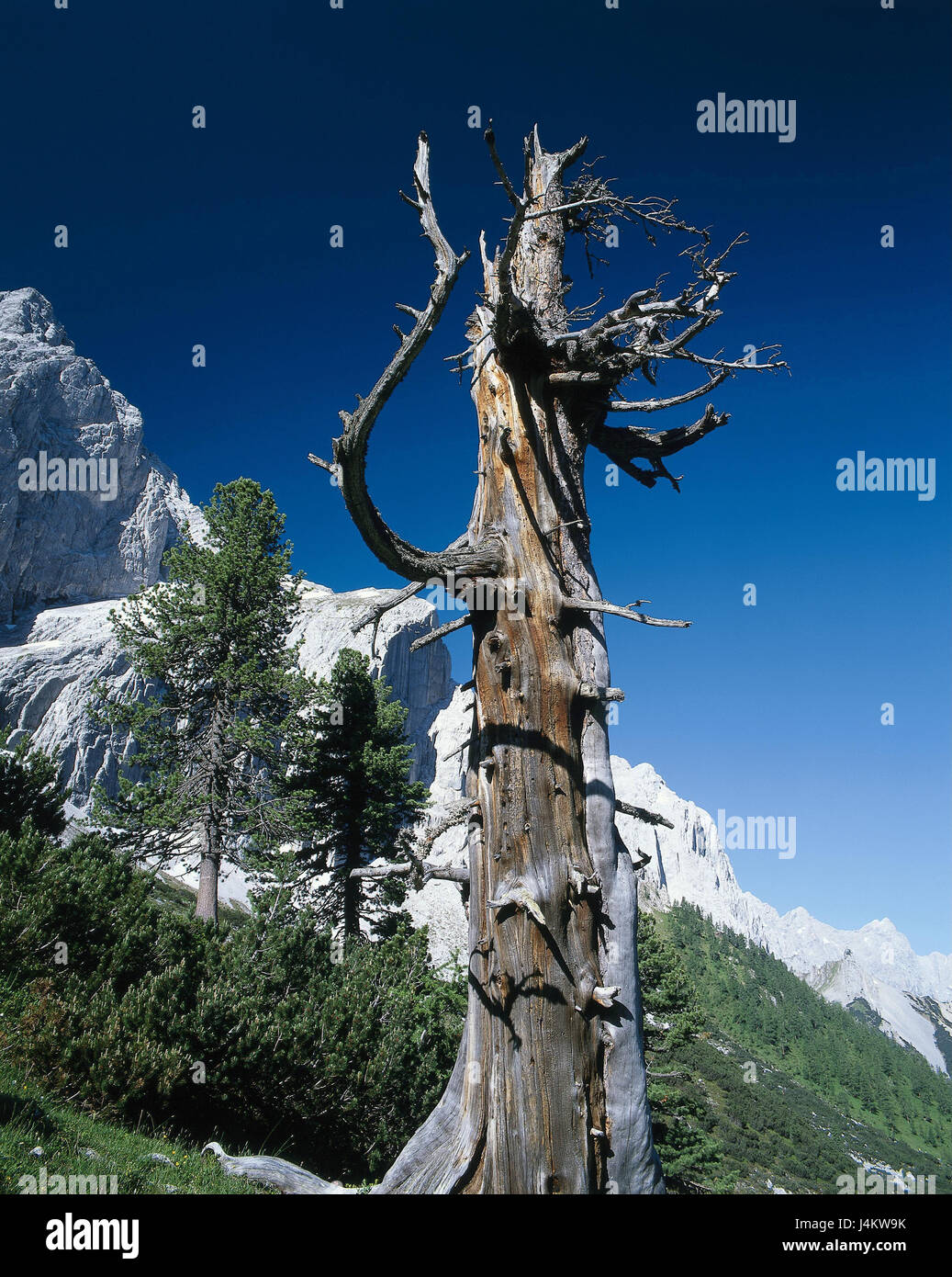 Austria, Tyrol, Karwendelgebirge, hall ranger alp, tree, deadly, bacon ...