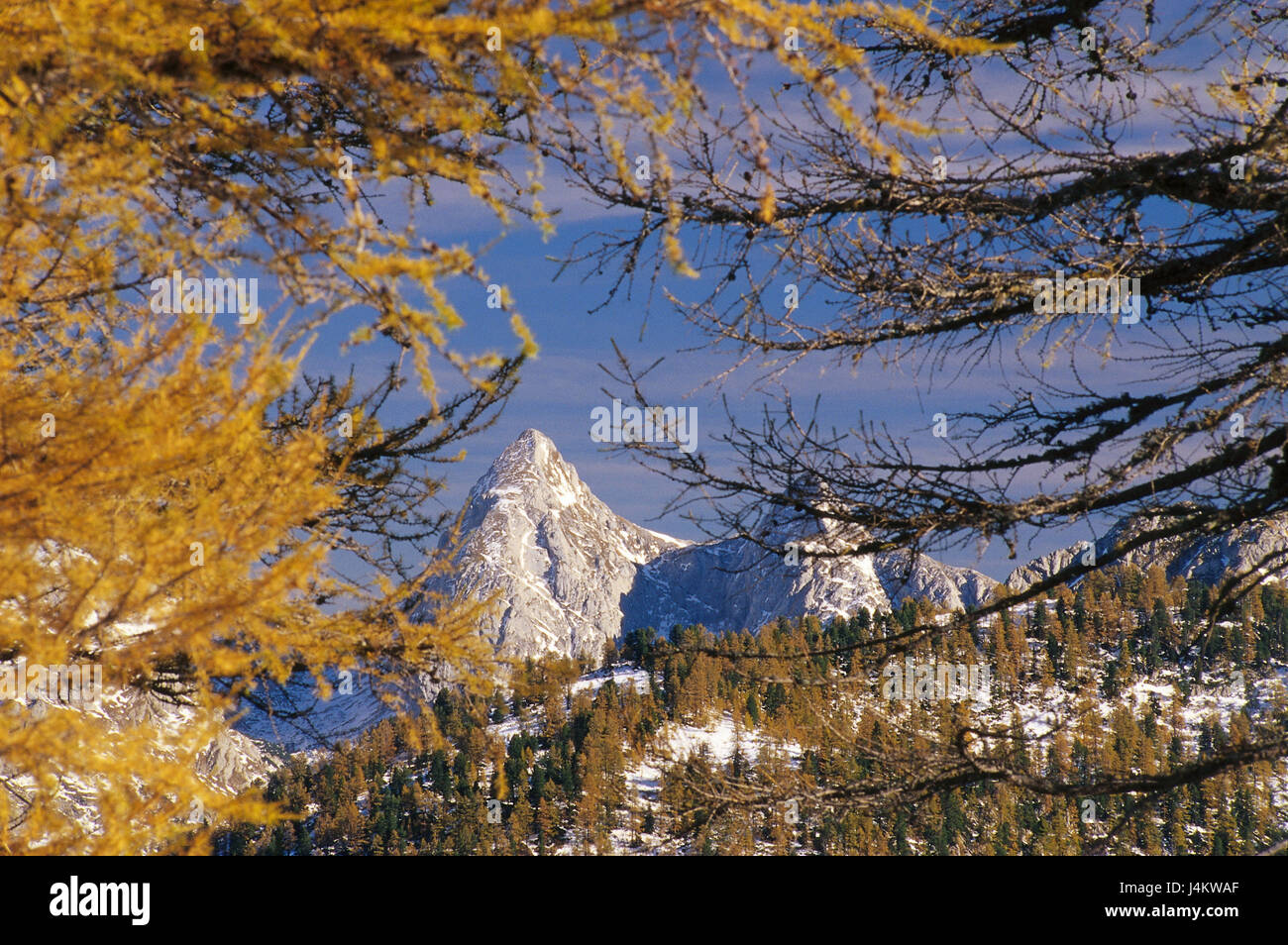 Tallness and small devils horn hi-res stock photography and images - Alamy