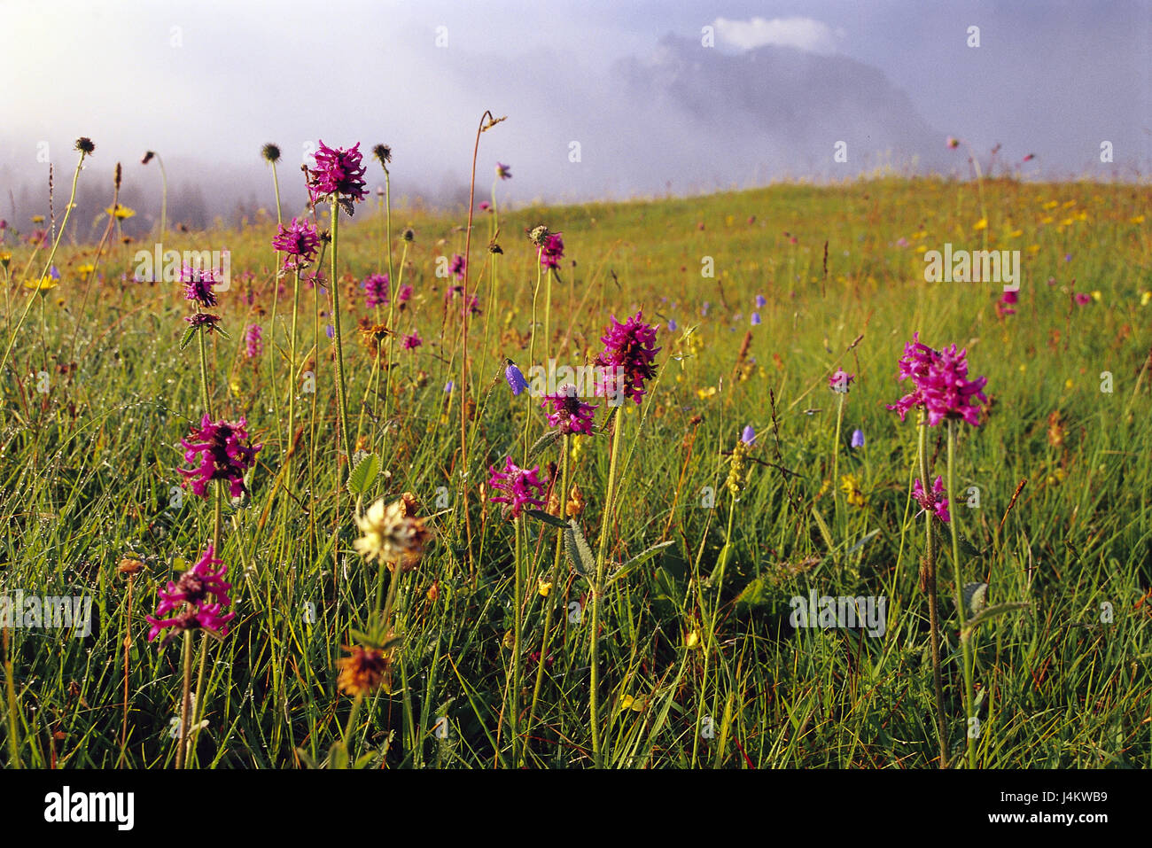 Germany, Upper Bavaria, hump meadows, Alpine flowers Europe, Bavaria ...