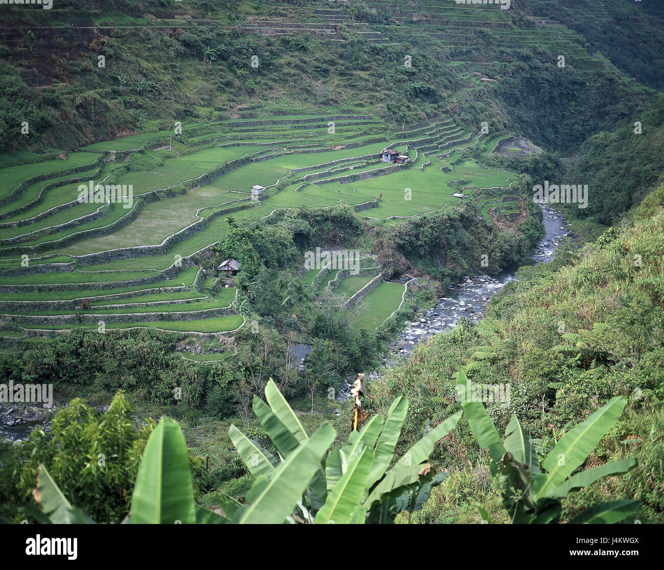 The Philippines, Banawe, Hapao, travel terraces, residential houses ...
