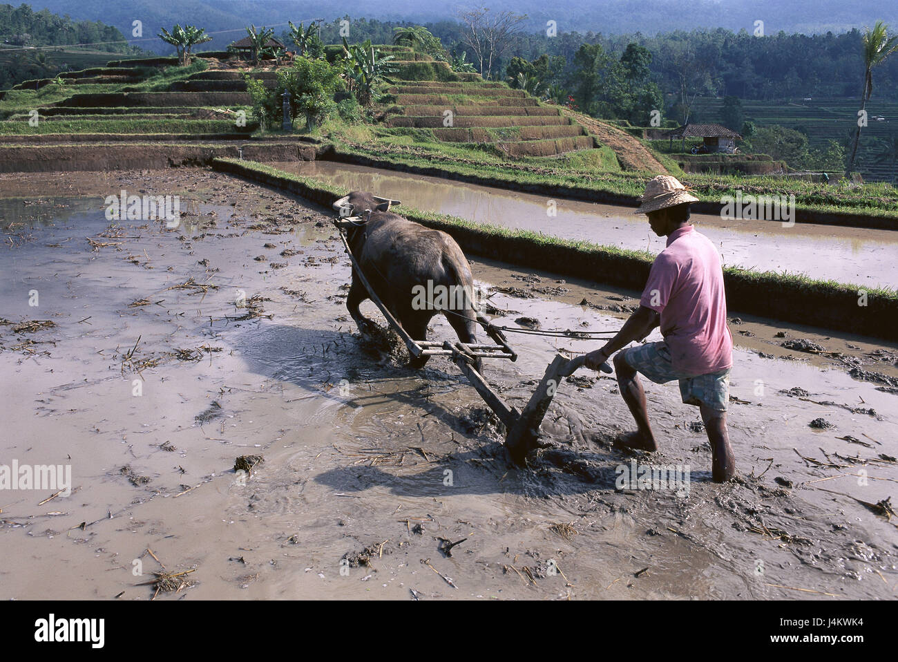 Indonesia, Bali, travel terrace, man, water buffalo, plough no model ...