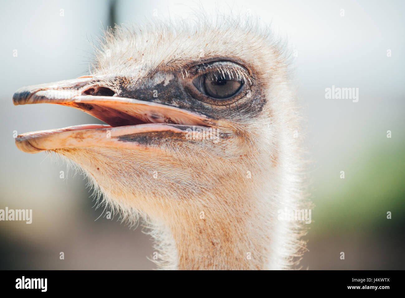 Ostrich face close-up Stock Photo - Alamy