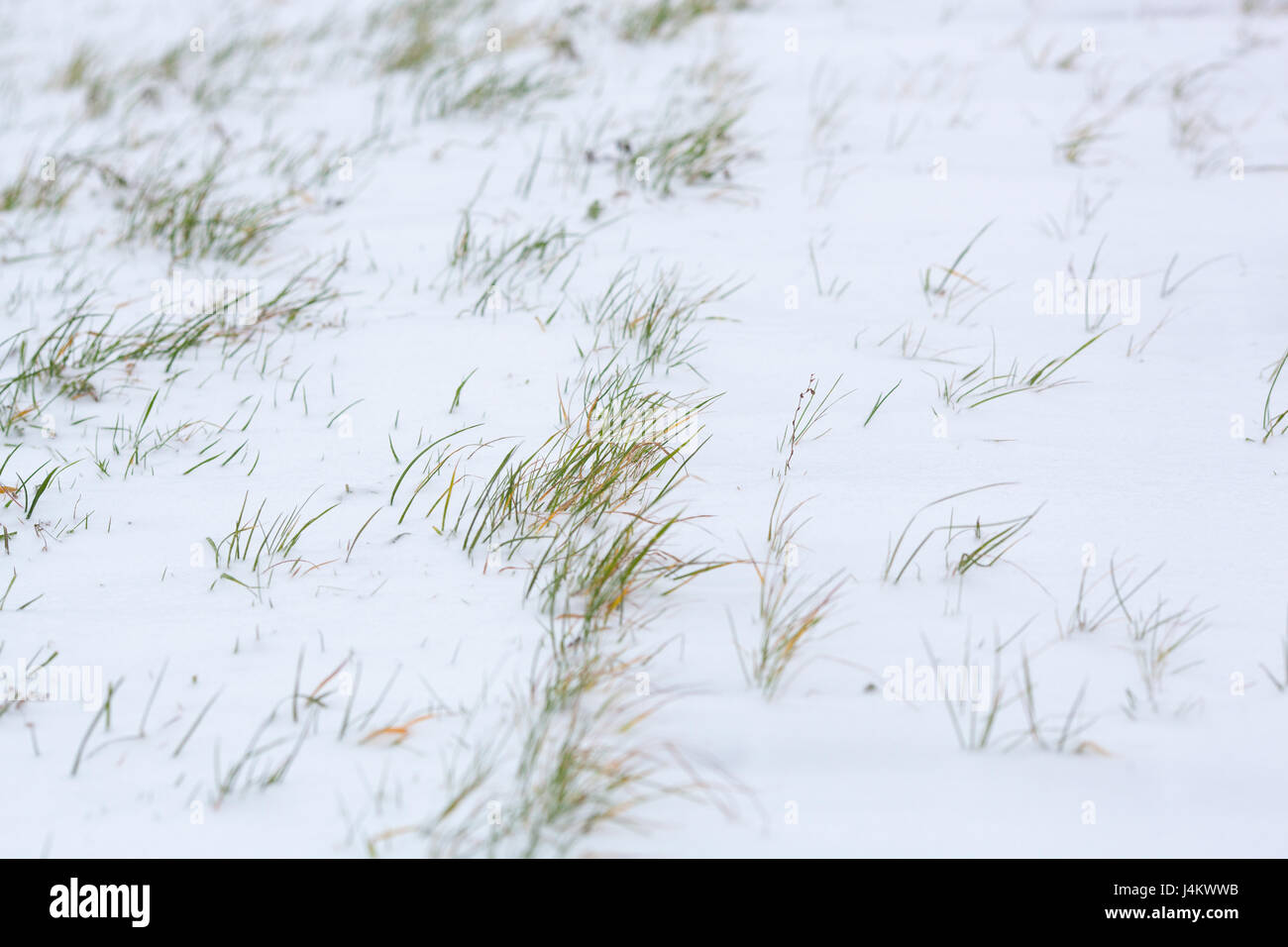 Seasonal grass hi-res stock photography and images - Alamy