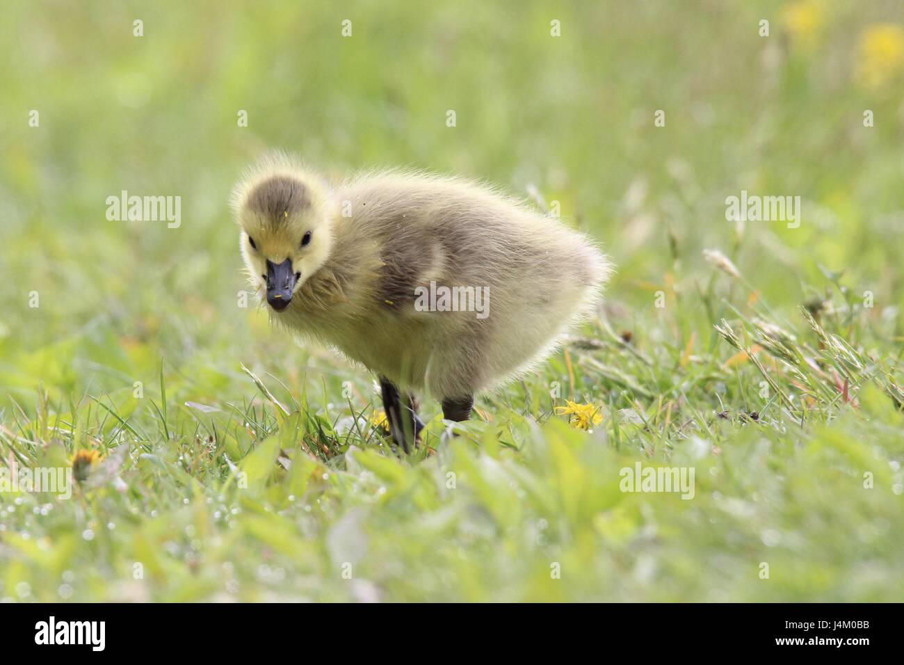 Canada geese fluffy baby bird hi-res stock photography and images - Alamy