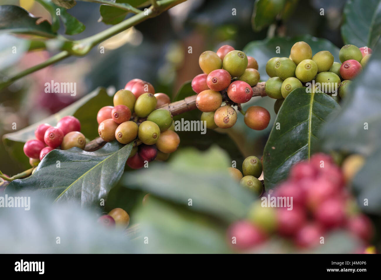 close-up raw coffee on tree in agriculture garden Stock Photo - Alamy
