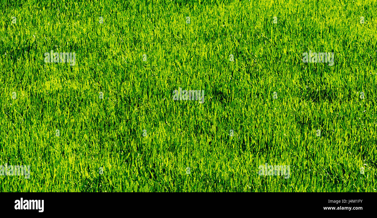 Fresh spring grass as background Stock Photo - Alamy