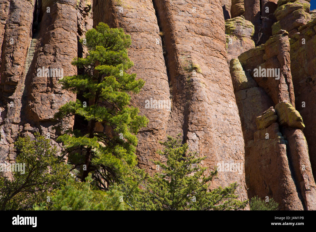Pine along Echo Canyon Loop Trail, Chiricahua National Monument ...
