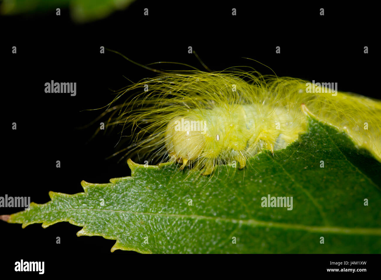 Miller moth larvae Stock Photo - Alamy