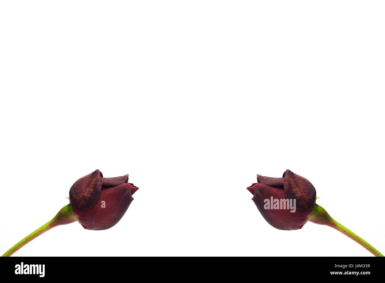 Black Beauty Roses bottom Stock Photo - Alamy