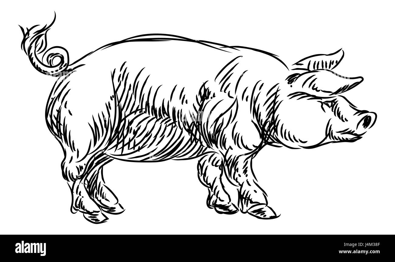 Hand Drawn Illustration Drawing Pork High Resolution Stock Photography ...