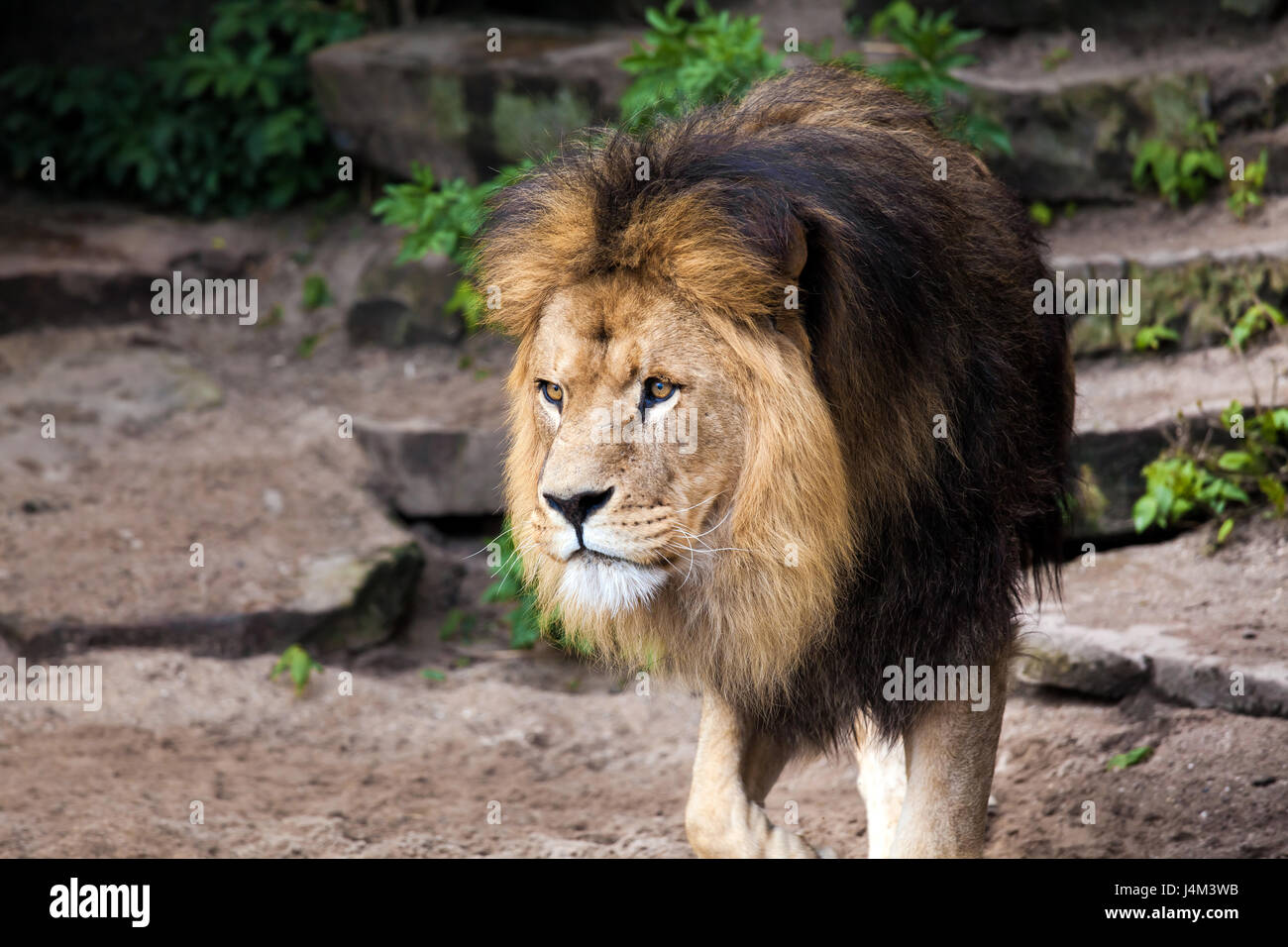 Big beautiful lion male in Zoo Stock Photo - Alamy