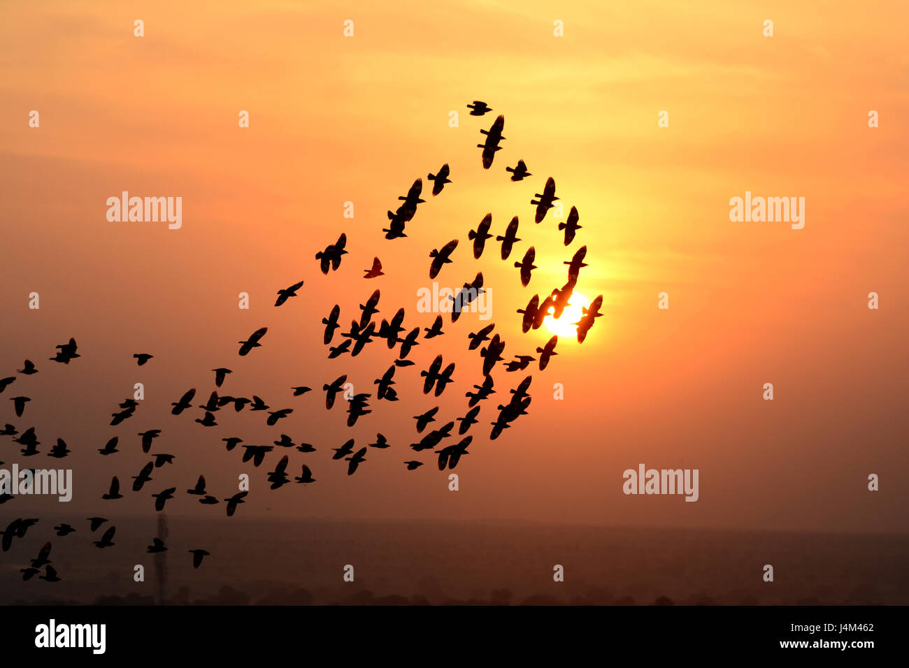 FLOCKING BIRDS IN EVENING Stock Photo - Alamy