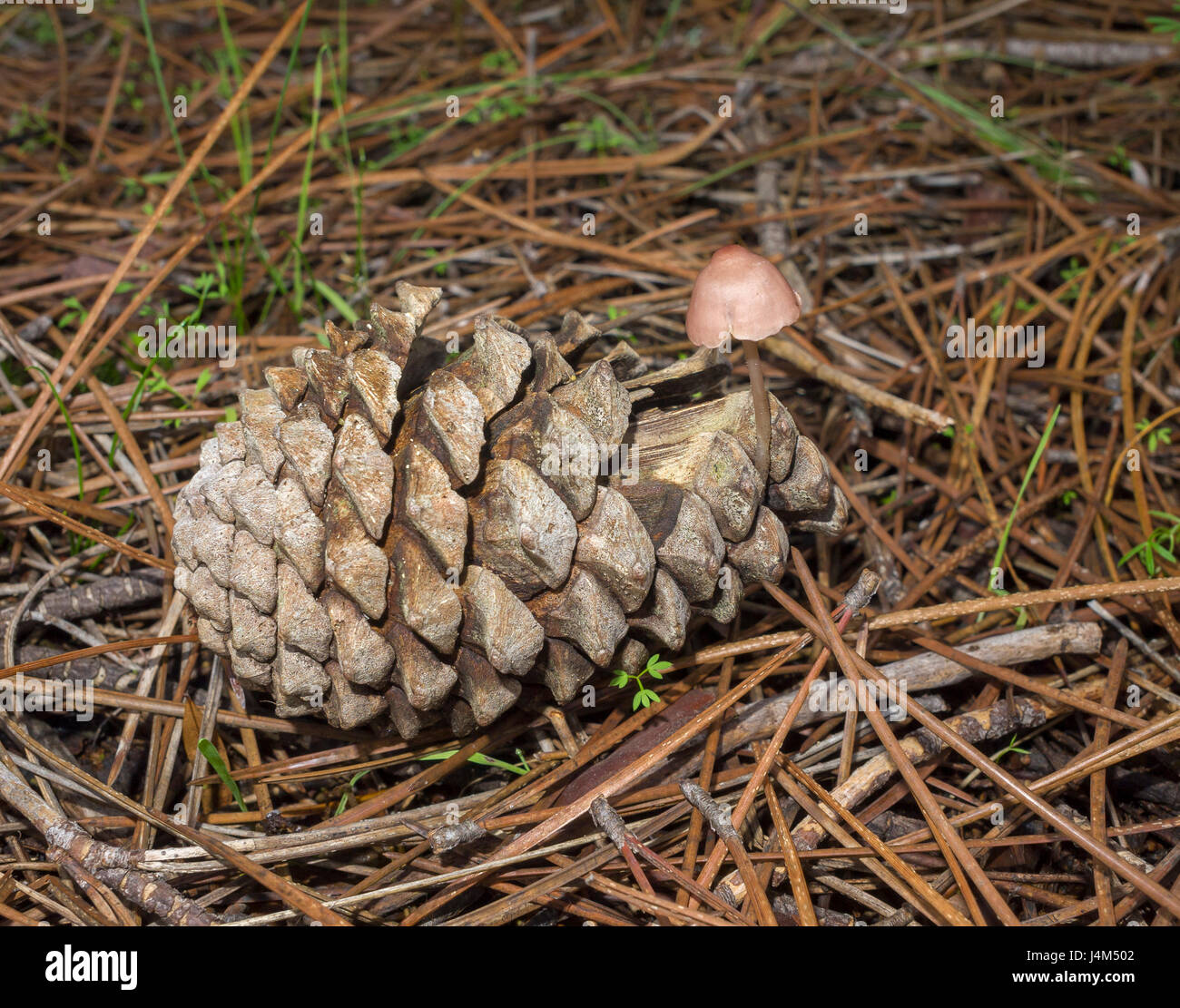 Seta: colibia de las piñas o baeospora myosura Stock Photo - Alamy