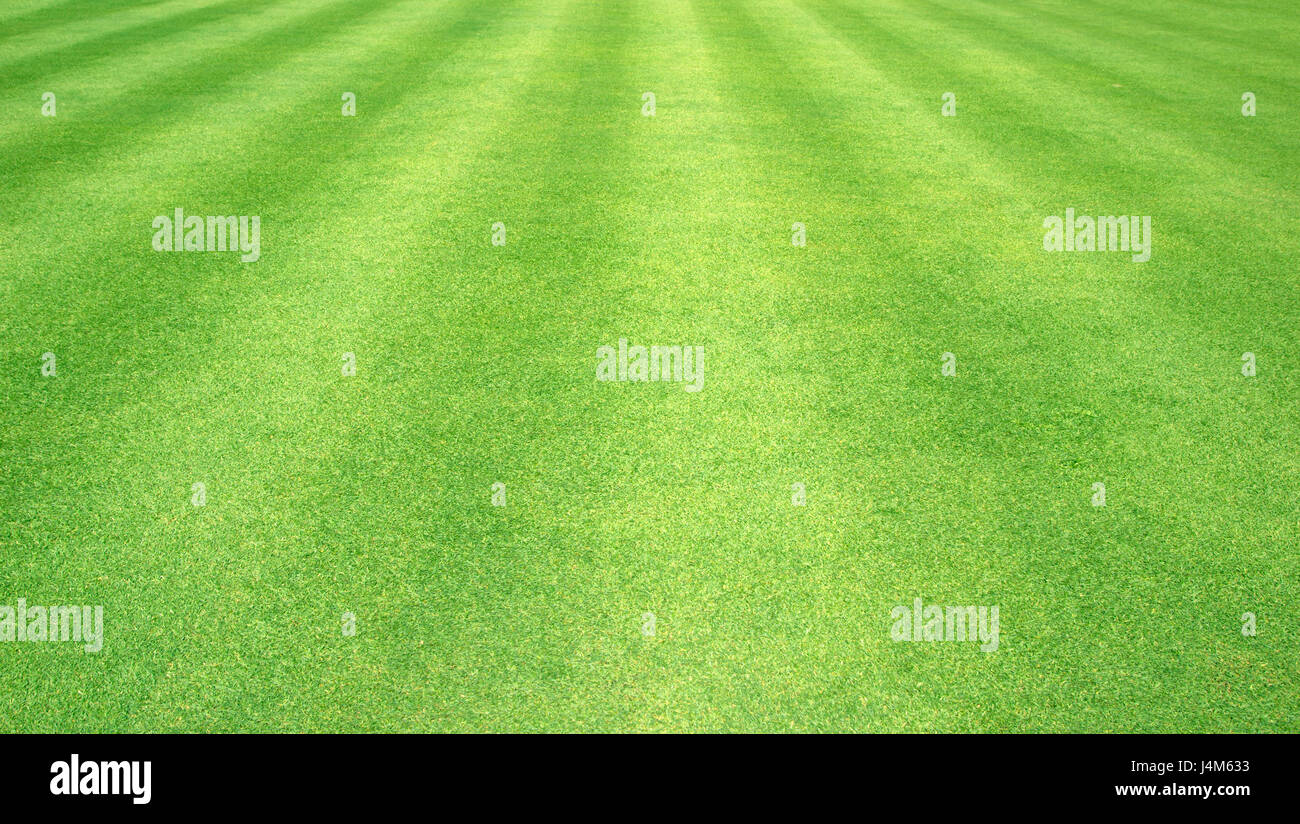 grass background Golf Courses green lawn pattern textured background ...
