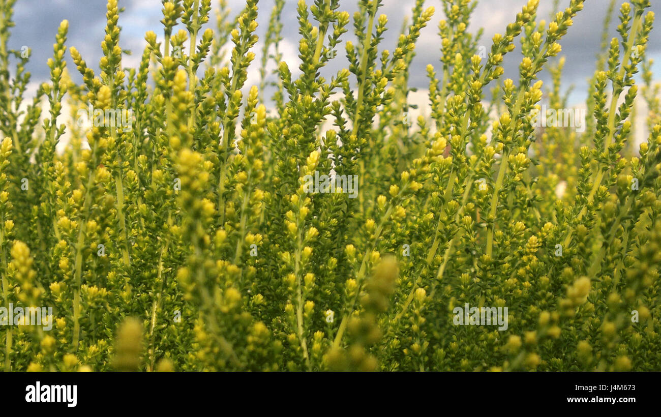 Heathers flower blossom, Medicinal Herb Stock Photo - Alamy
