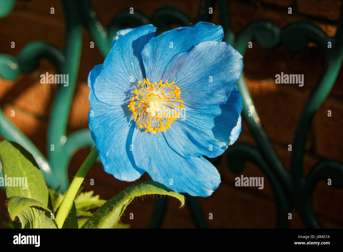 Himalayan blue poppy flower (Meconopsis) in garden Stock Photo - Alamy