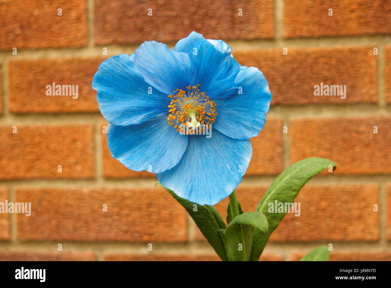 Himalayan blue poppy flower (Meconopsis) in garden Stock Photo - Alamy