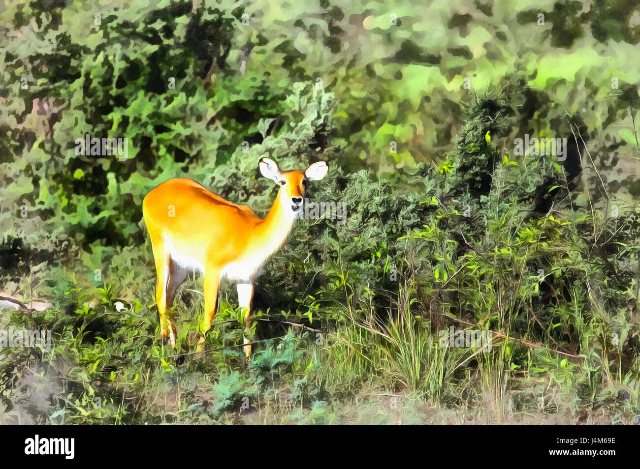 Kob (Kobus kob) colorful painting portrait, Murchison Falls national ...