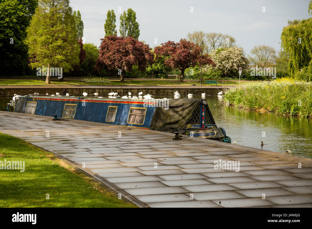 Swans river nene embankment hi-res stock photography and images - Alamy