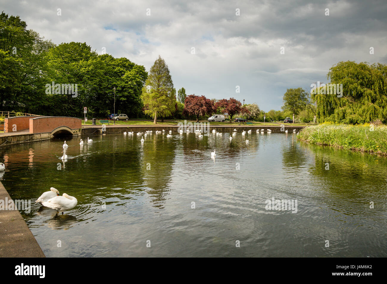 Swans river nene embankment hi-res stock photography and images - Alamy