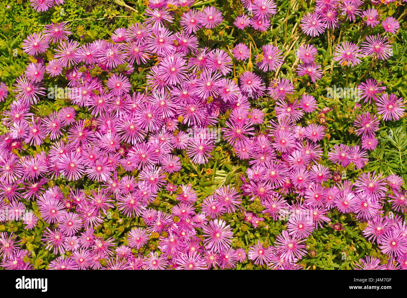 Pink flowers yellow center hi-res stock photography and images - Alamy