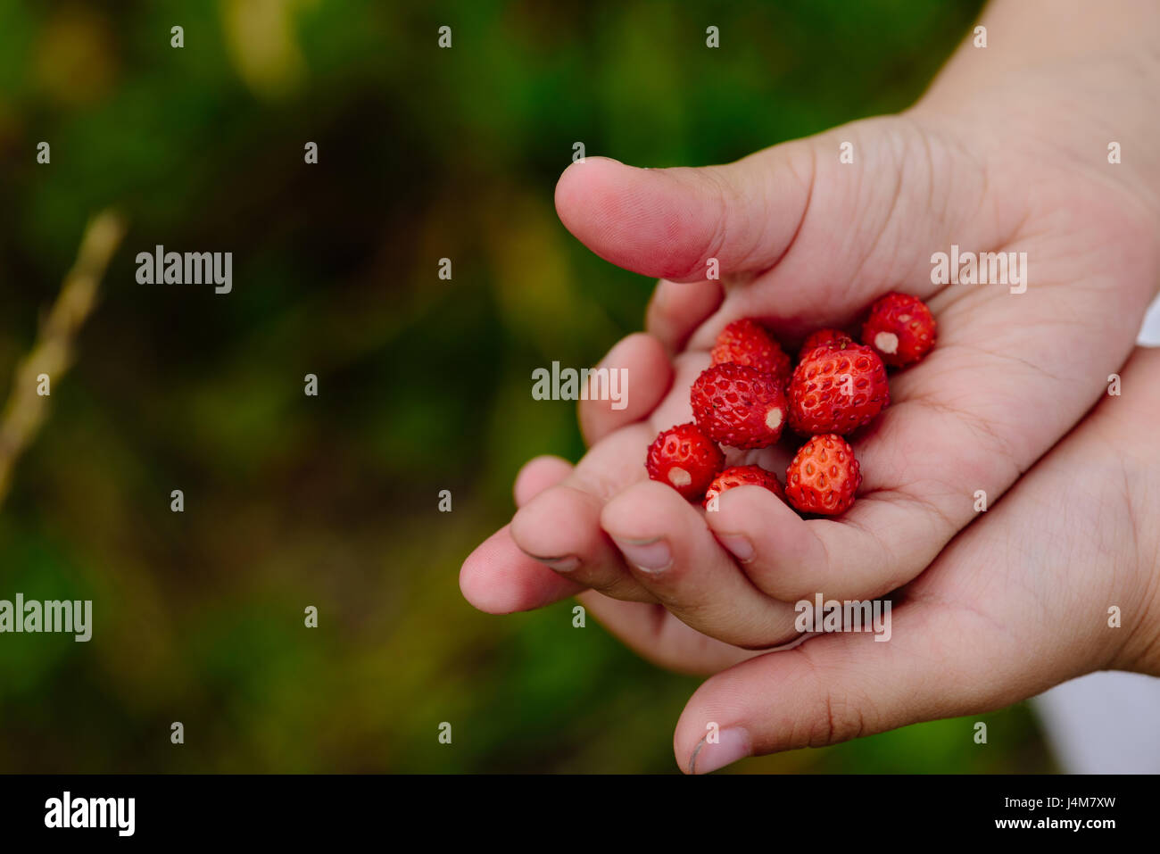 Small child hands offering fresh wild strawberries Stock Photo - Alamy