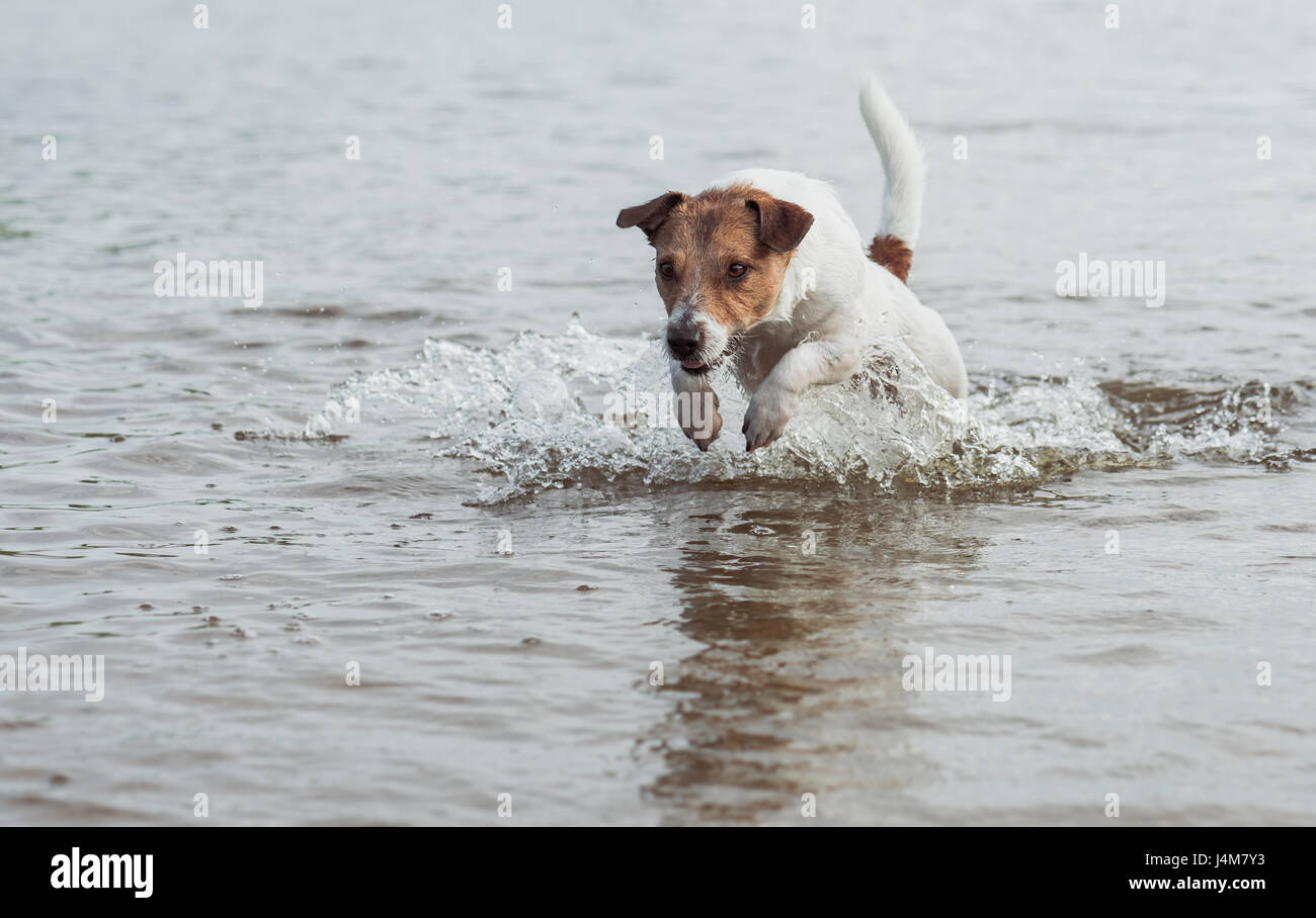 Dog summer water play fun hi-res stock photography and images - Alamy