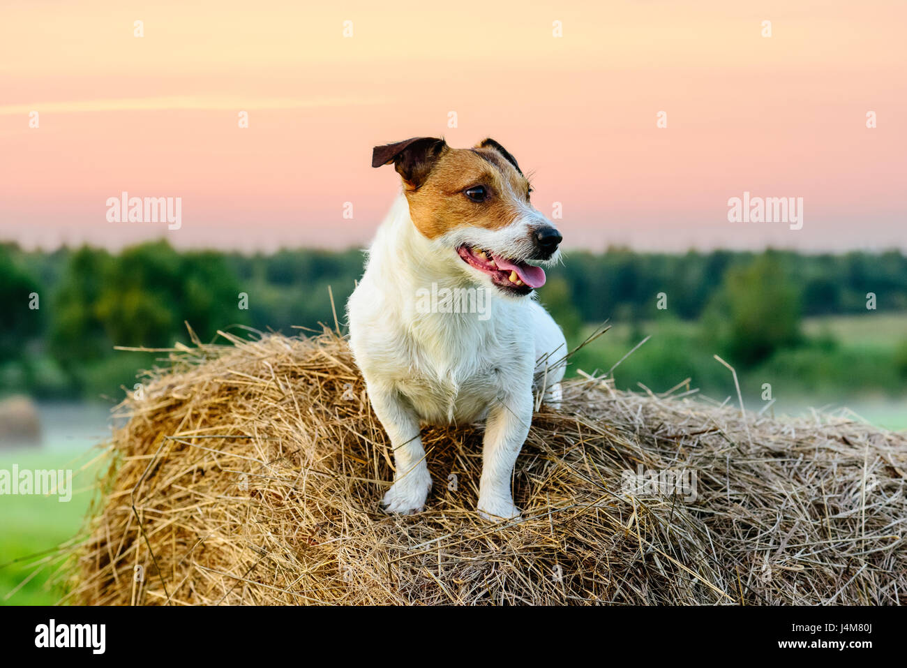 Pastoral dog hi-res stock photography and images - Alamy