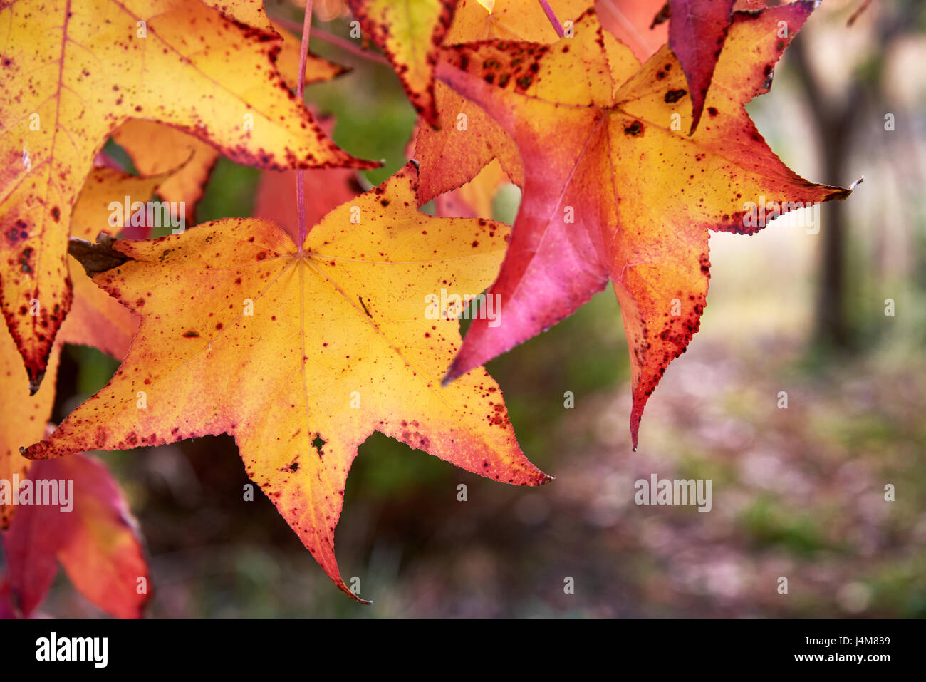 Liquidambar styraciflua autumn hi-res stock photography and images - Alamy