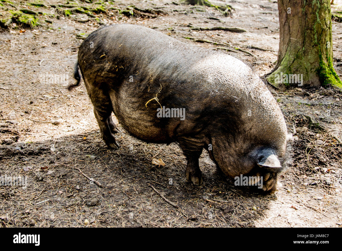 Pink and gray pigs hi-res stock photography and images - Alamy
