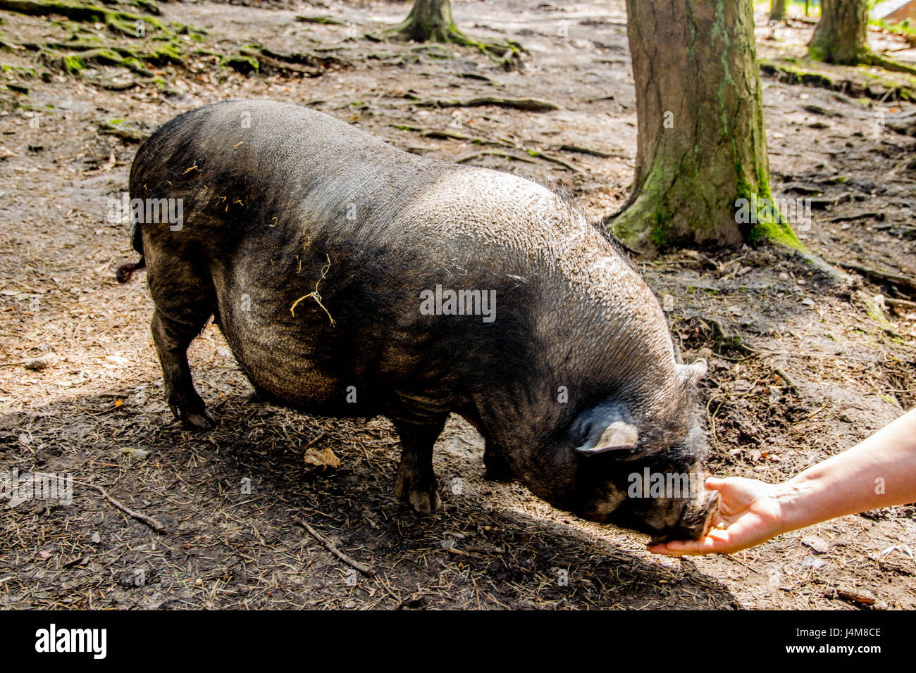 fat gray pig walking in the open woods in Europe Stock Photo - Alamy