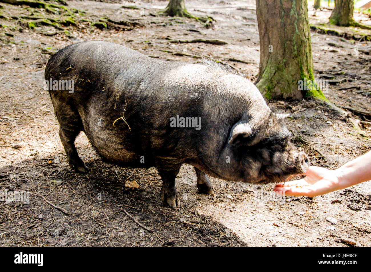 fat gray pig walking in the open woods in Europe Stock Photo - Alamy