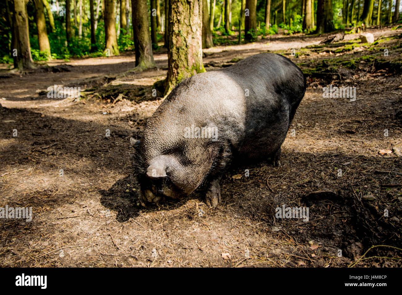 fat gray pig walking in the open woods in Europe Stock Photo - Alamy