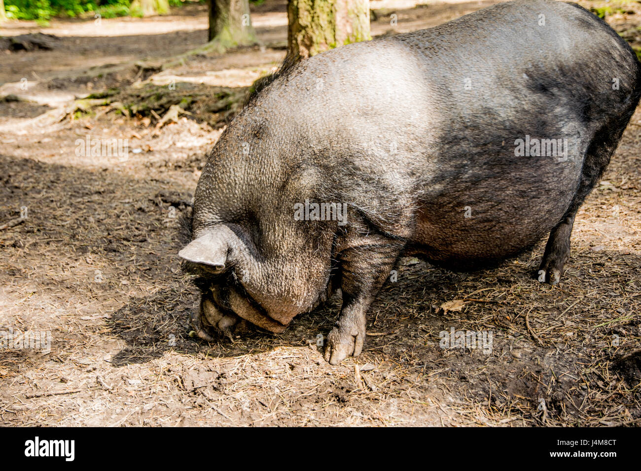 fat gray pig walking in the open woods in Europe Stock Photo - Alamy