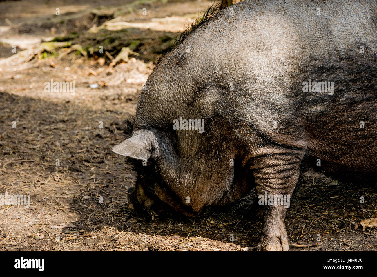 Pink and gray pigs hi-res stock photography and images - Alamy