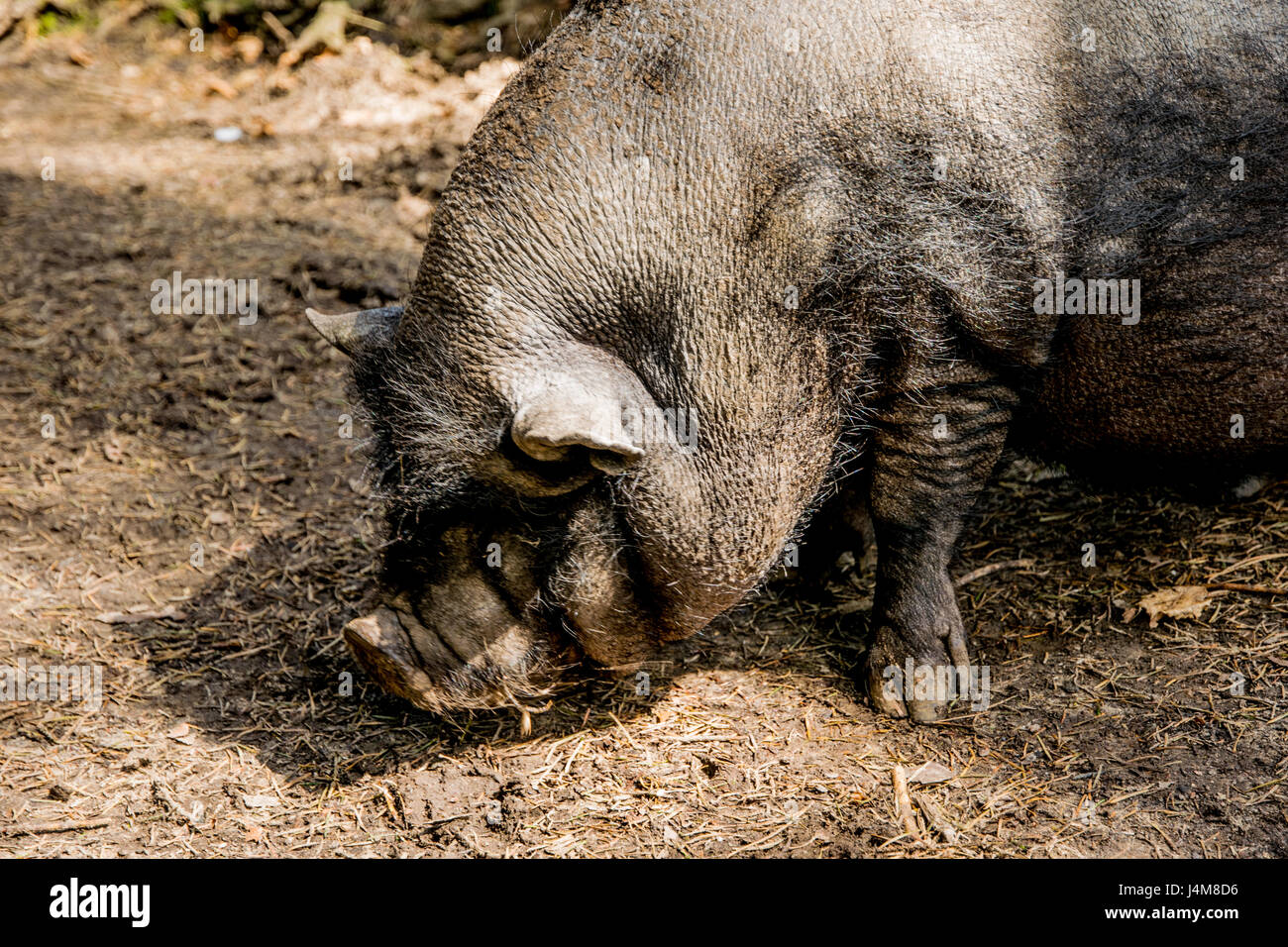 Pink and gray pigs hi-res stock photography and images - Alamy