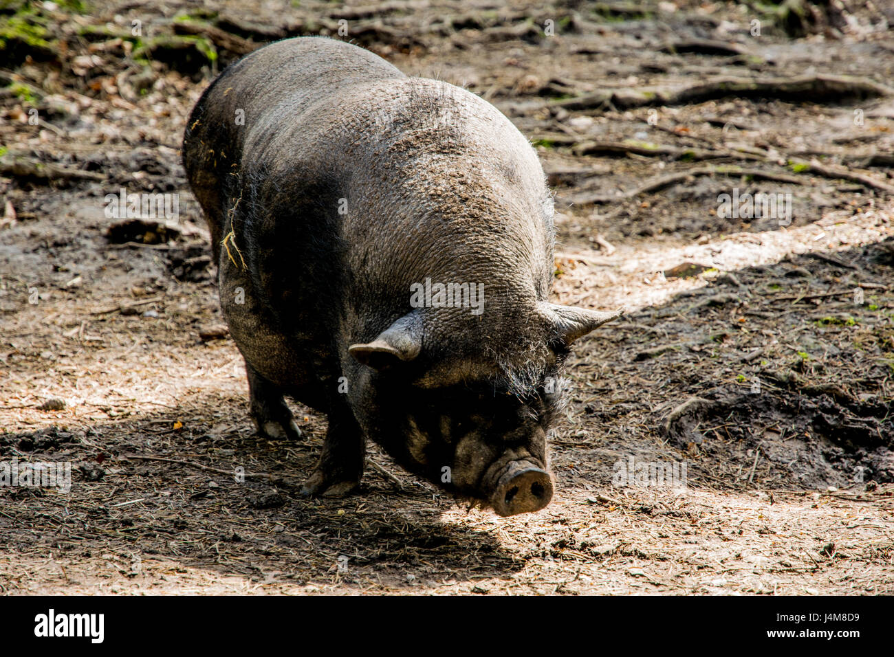 fat gray pig walking in the open woods in Europe Stock Photo - Alamy