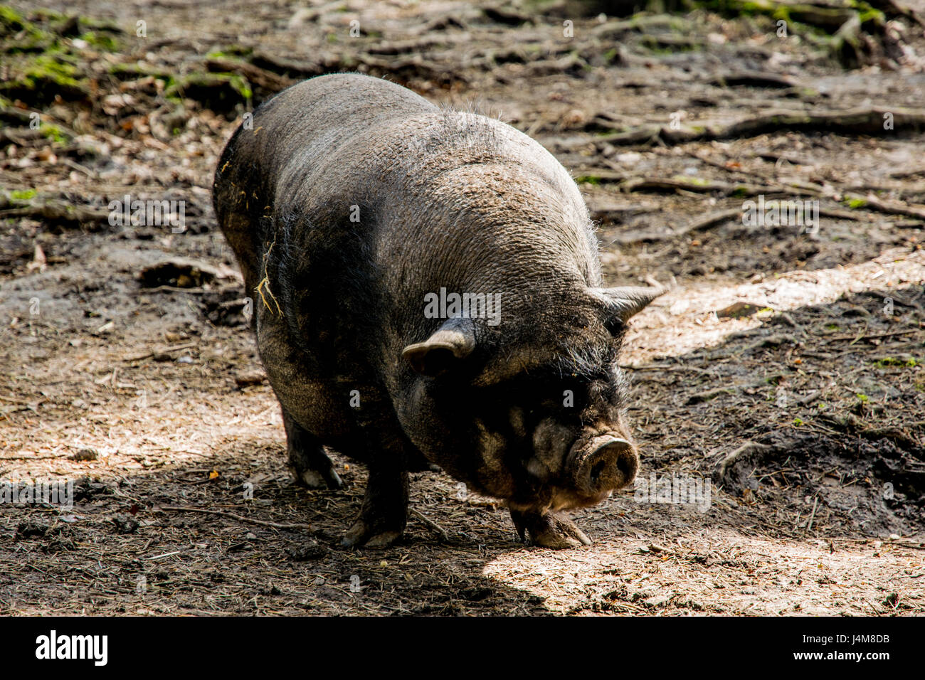 fat gray pig walking in the open woods in Europe Stock Photo - Alamy