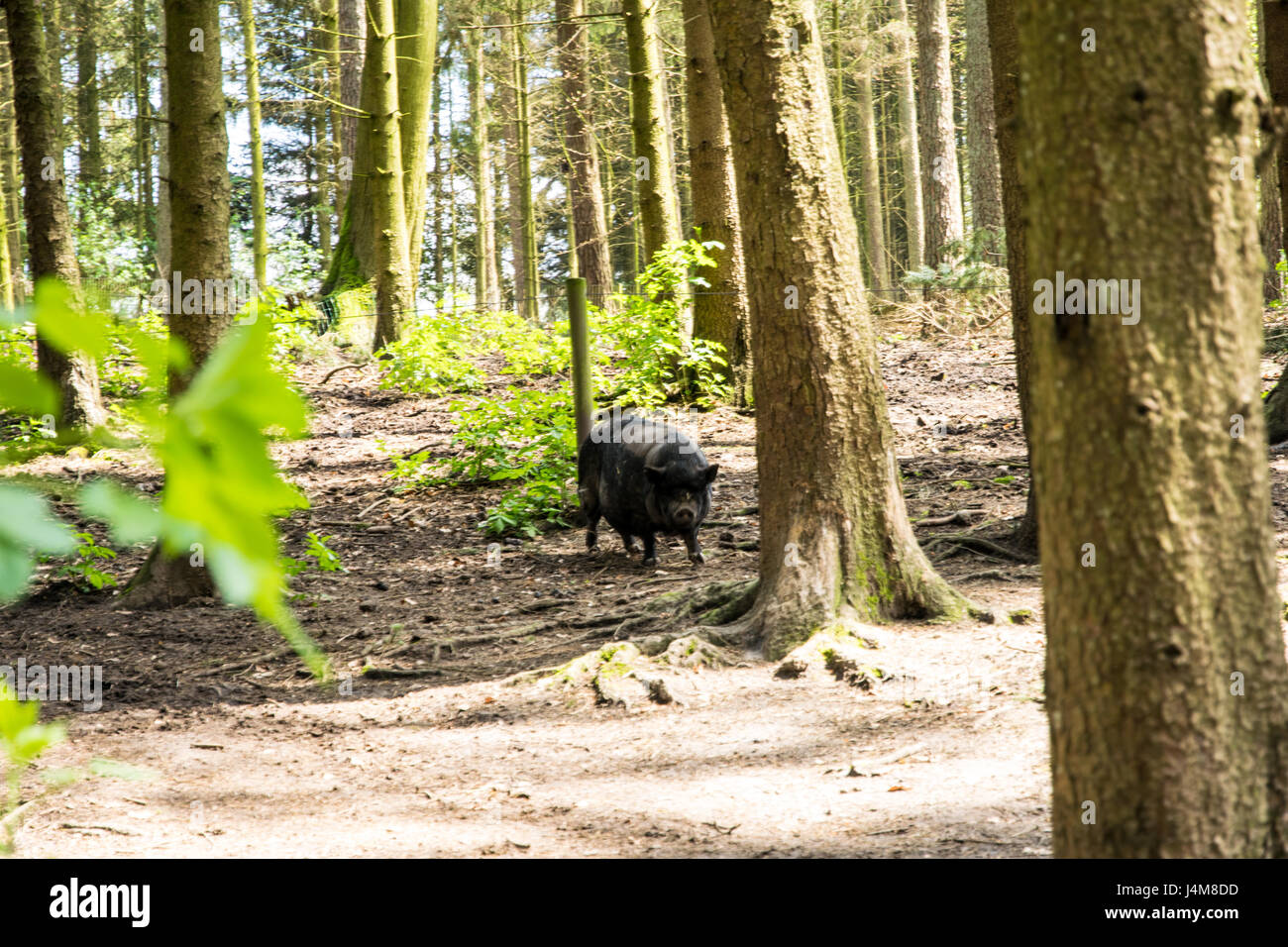 fat gray pig walking in the open woods in Europe Stock Photo - Alamy