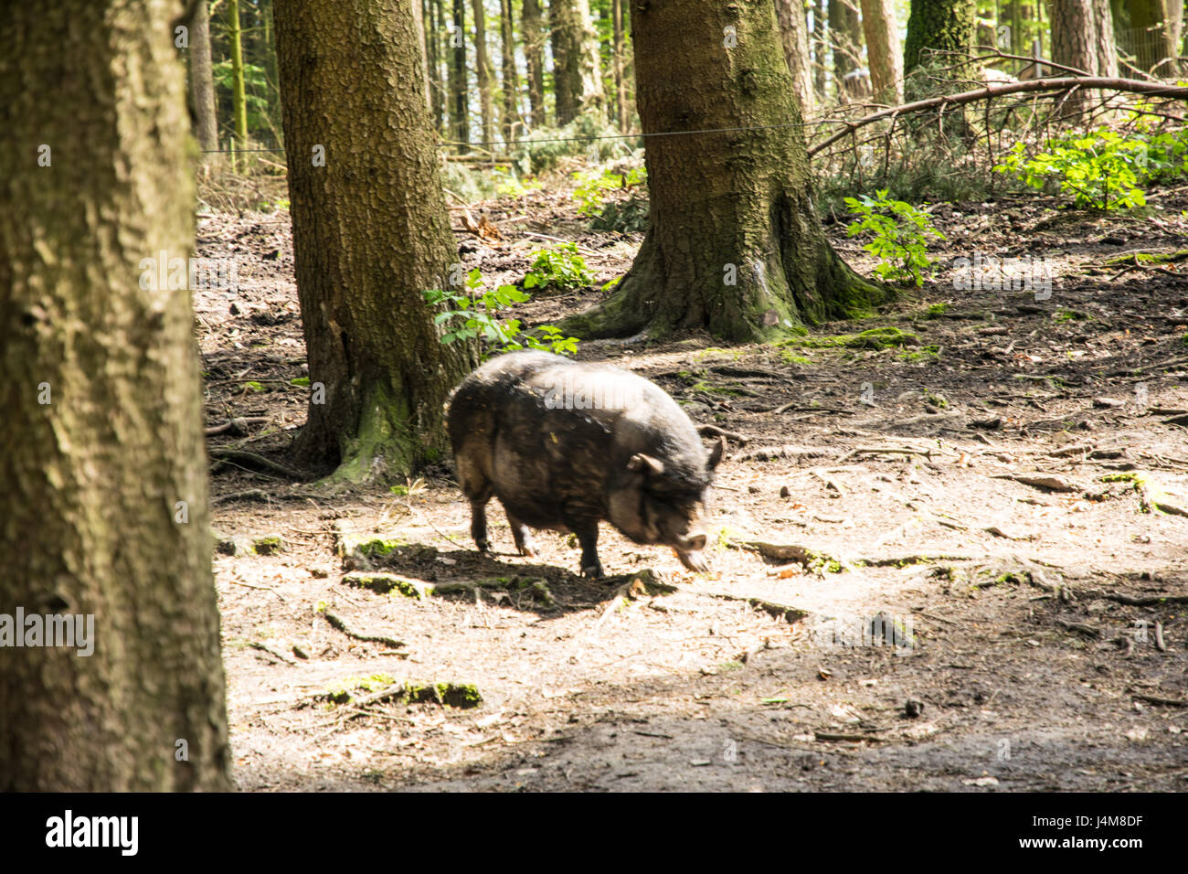 fat gray pig walking in the open woods in Europe Stock Photo - Alamy