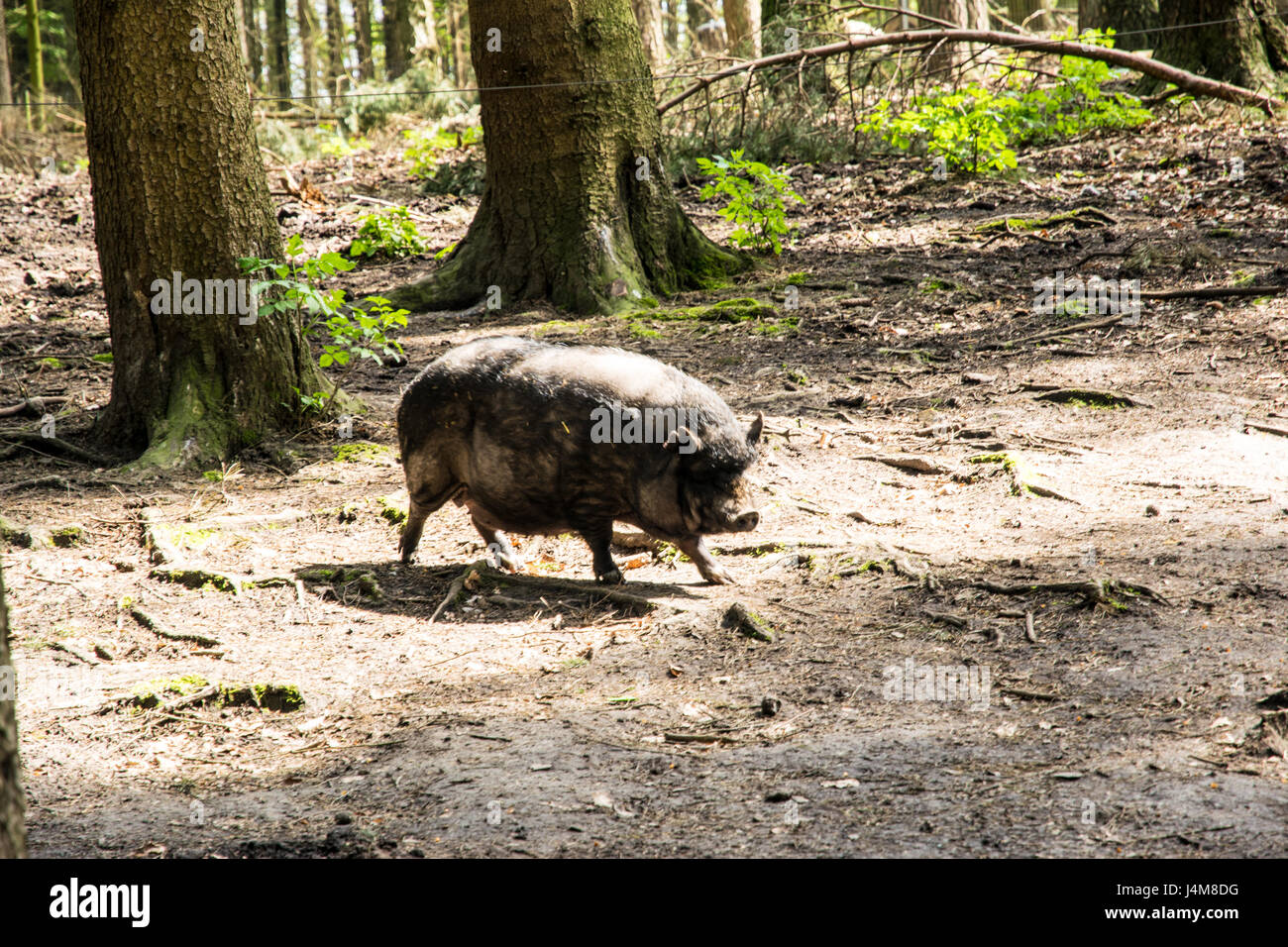 Open woods hi-res stock photography and images - Alamy