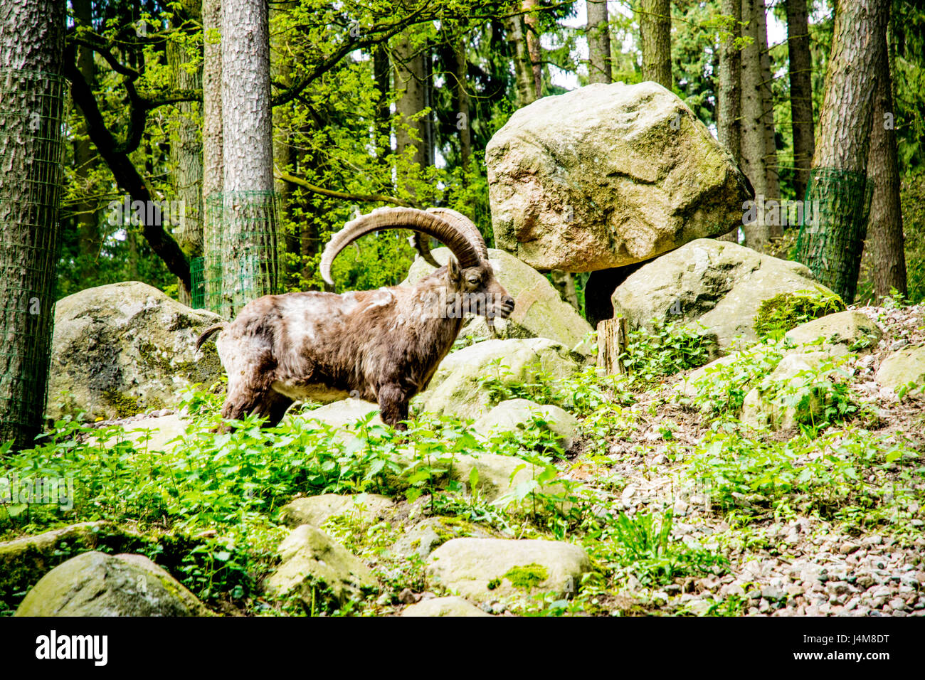 Muflon hi-res stock photography and images - Alamy