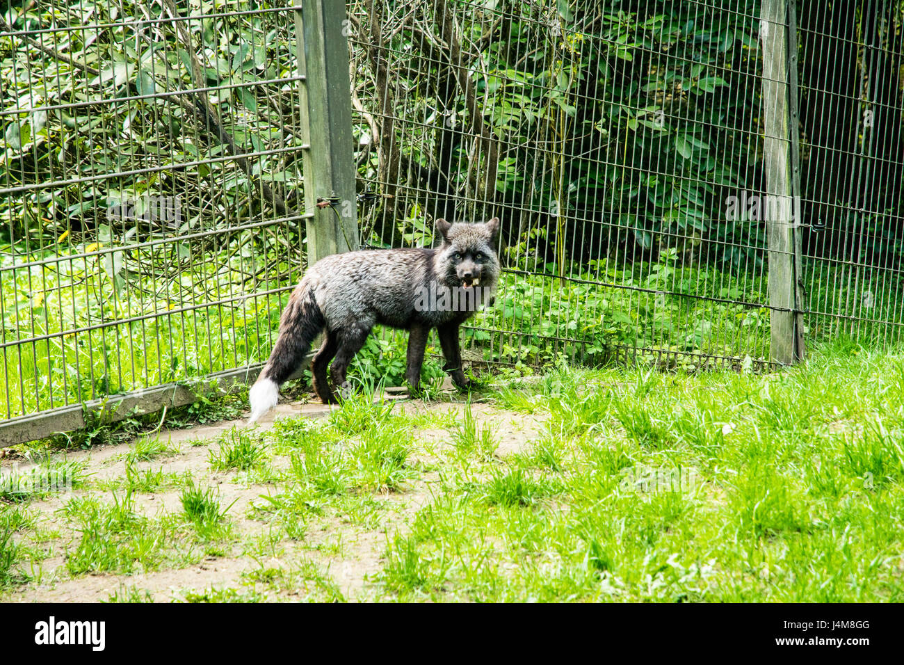 gray fox in a green field looking sad Stock Photo - Alamy