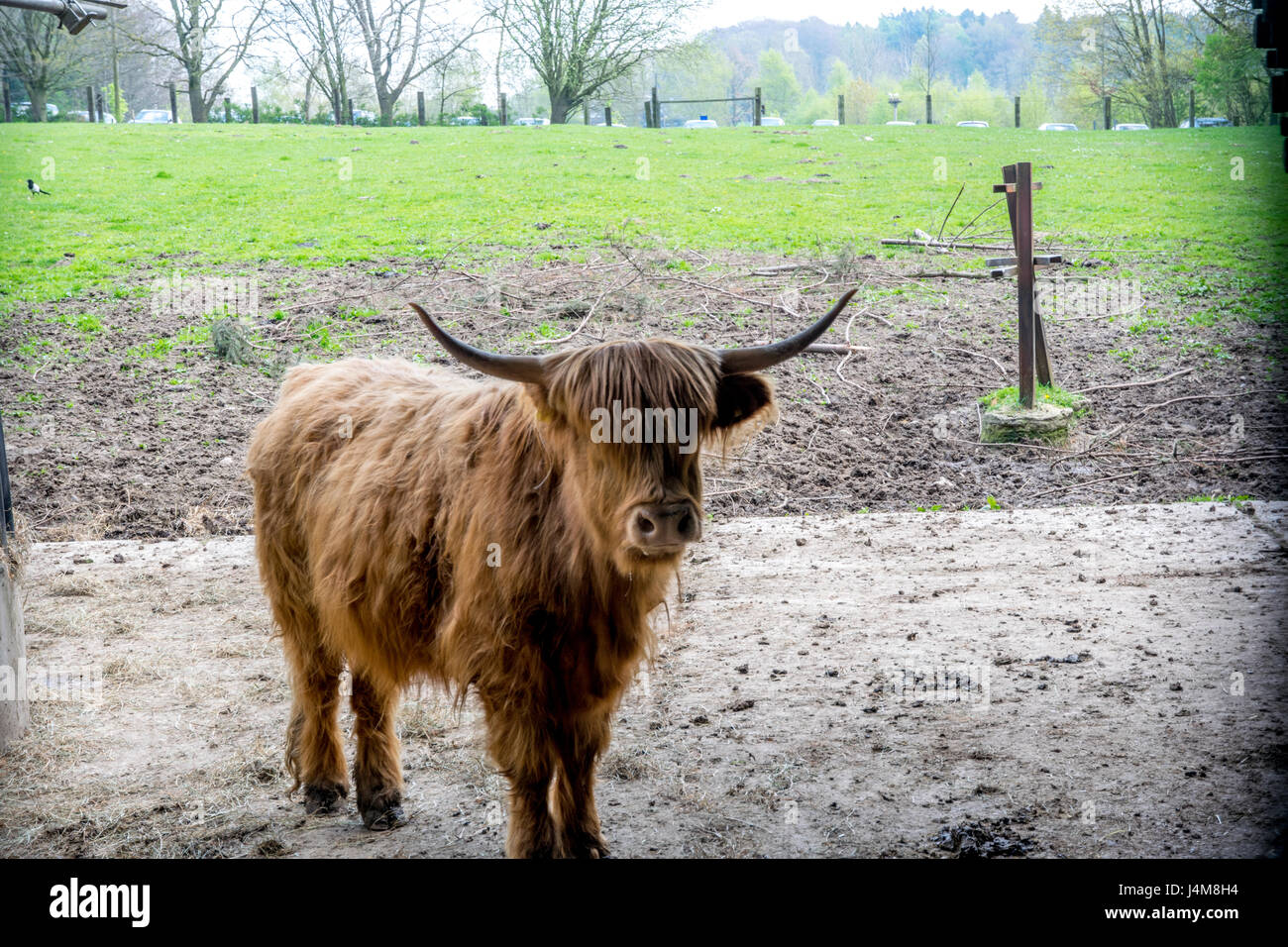 highland cattle brown with nice curly hair Stock Photo - Alamy