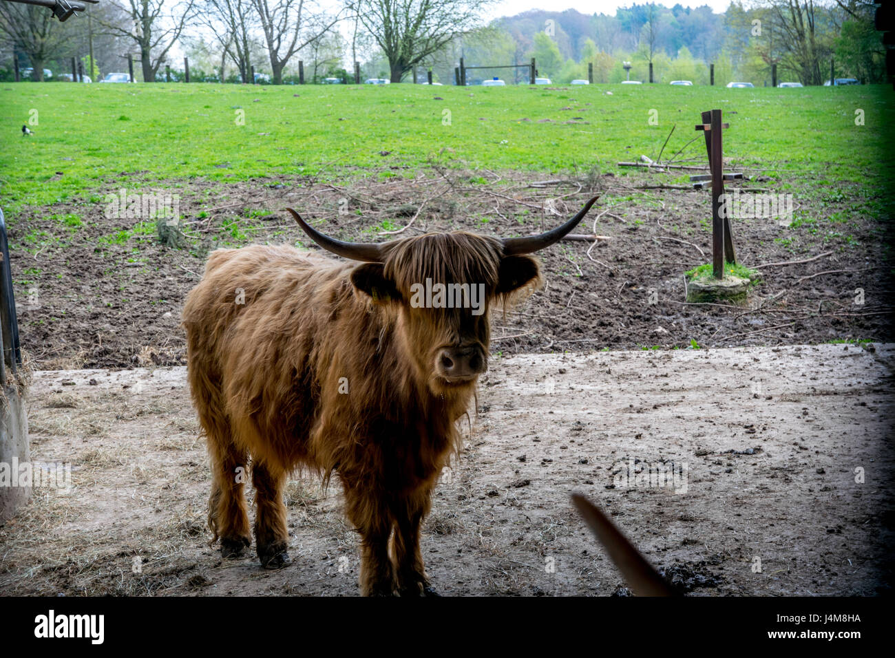 highland cattle brown with nice curly hair Stock Photo - Alamy